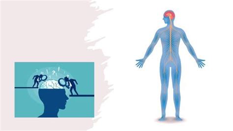 The Nervous System PPT By Coffee And Science With Mr B TPT
