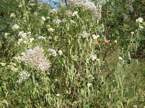 V E R D E C H A C O Chilca