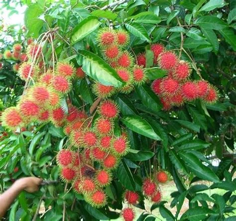 Rambutan Fruit Tree Us 098 5pcs Rambutan Seed Red Fruits Malaysia