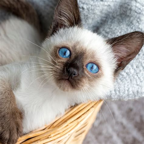 Siamese Fluffy Cat Breeds