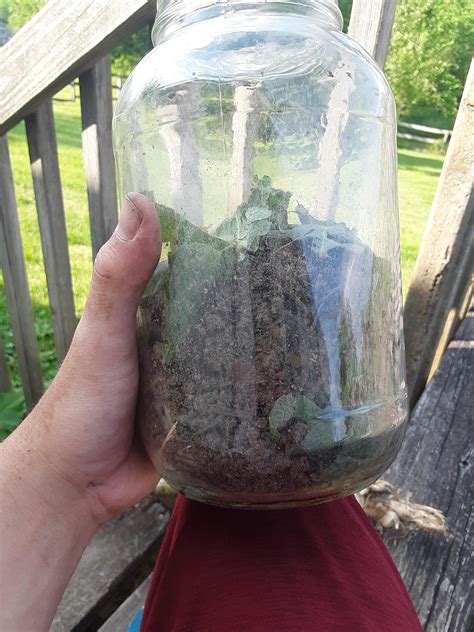 Jack Sparrow Be Like Scrolller