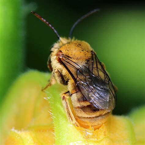 Squash Bee Peponapis Pruinosa Bugguidenet