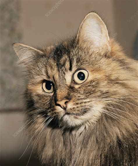 Domestic Cat Stock Image Z934 0628 Science Photo Library