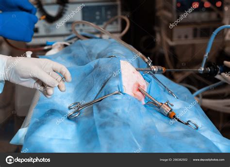 Veterinario haciendo la operación de esterilización. El gato de la ópera — Foto de stock ...