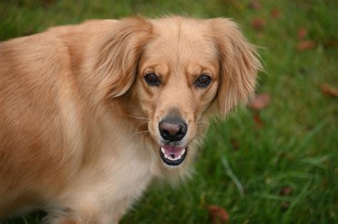 C Makeshared使用 · 蓝红柿