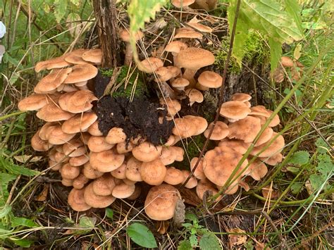 Попутные грибы Gaechka63 — Livejournal