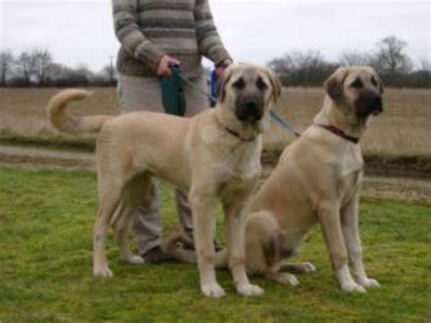 Great Pyrenees Vs Central Anatolian Shepherd Breed Comparison