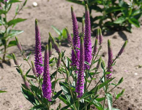 Veronica Purpleicious Bloomables