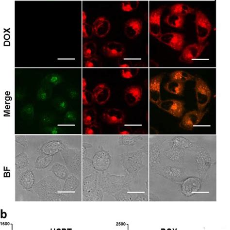 Schematic Of Pegylated Liposomal Doxorubicin Doxil Structure Download Scientific Diagram