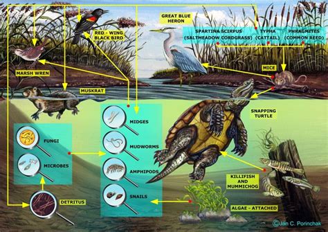 Explore The Fascinating World Of Swamps Mangrove Swamp Food Web