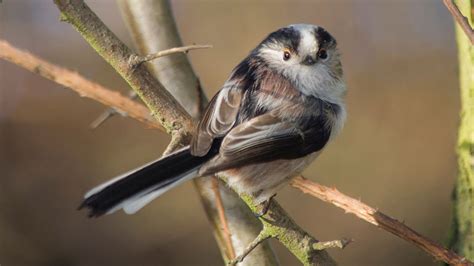 10 Garden Birds To Spot On Your Bird Feeder Woodland Trust