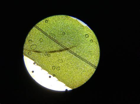 Elodea Leaf Under Stereoscopic Microscope