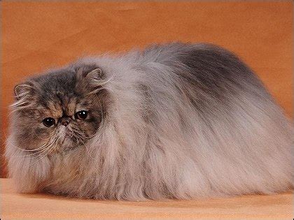 Cfa Persian Breed Council Tabby Division Winners