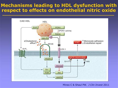PPT HDL C Concentration Versus HDL Particle Function What Exactly Does HDL Functionality Mean
