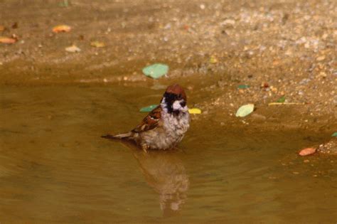 참새 물먹으러 왔네 오색딱따구리 어치 물총새 다 만났다 네이버 블로그