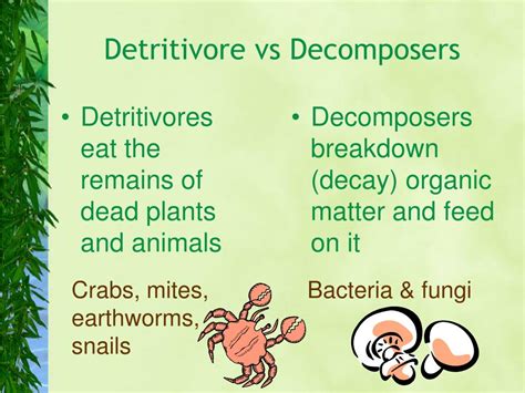Ppt Food Chains And Webs Powerpoint Presentation Free Download Id 5777156