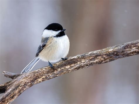 Black Capped Chickadees Show Off Incredible Survival Secrets Outdoor News