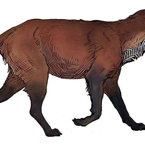 Dire Wolf Size Compared To Human