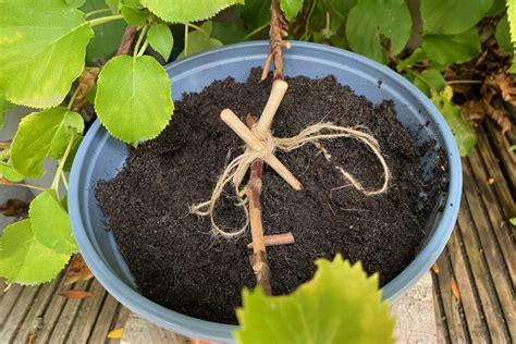 20 Plants To Propagate By Layering And How To Do It