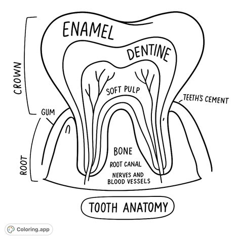 Human Tooth Anatomy Cross Section Coloring App
