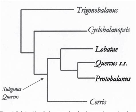 figure 2 from notes on the genus quercus in mexico semantic scholar