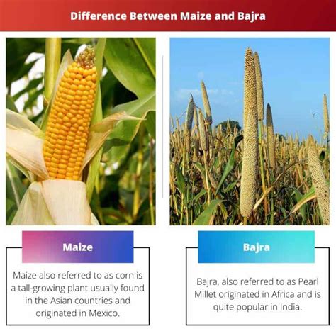 Maize Vs Bajra Difference And Comparison