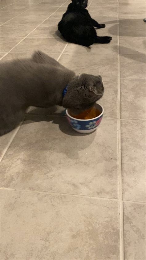 My Fiancé Made Some Catnip Tea Yesterday R Cats