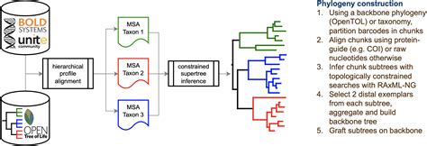 Barcode Constrained Phylogeny Pipeline For Building Topologically Constrained Phylogenies From