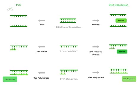 biotechnology strategies for dna multiplication on the mcat mcat mastery