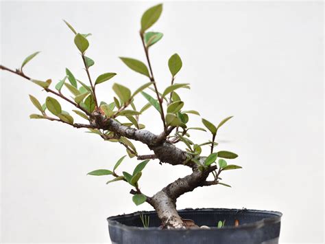Cotoneaster Cotoneaster Franchetti Bonsai Patagonia