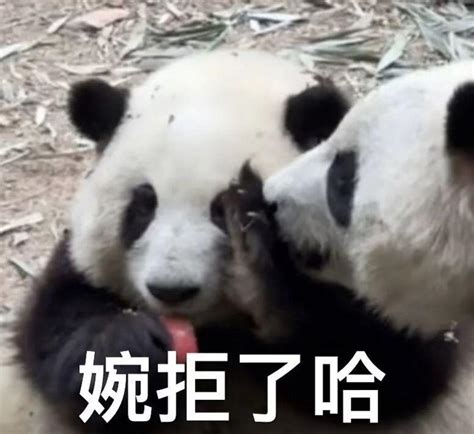 熊猫表情包 知乎