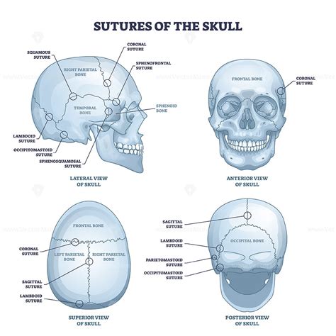 Sutures Of The Skull As Human Head Bone Medical Division Outline Diagram Vectormine