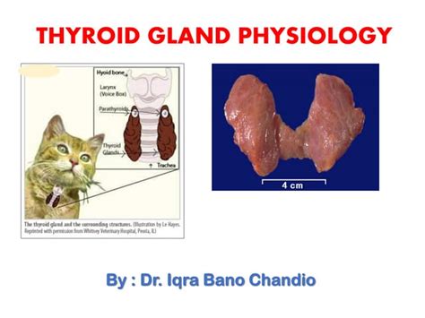 Thyriod Gland Pdf
