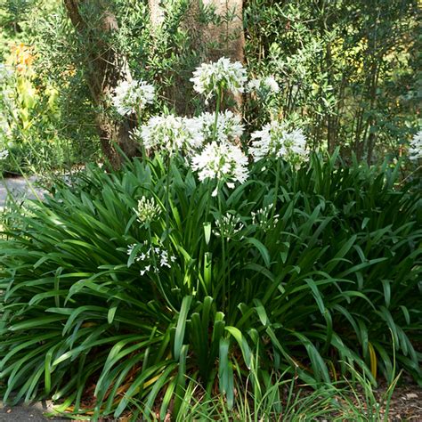 Agapanthus Africanus White