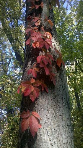 The Island Island Time