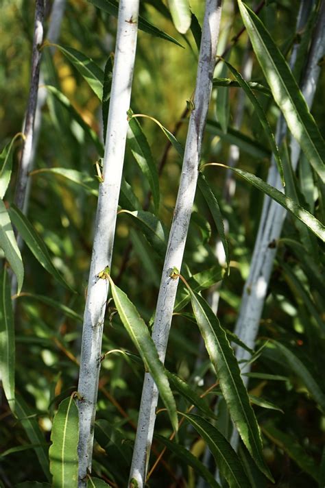 Sekka Japanese Fan Tail Willow — Willamette Willows