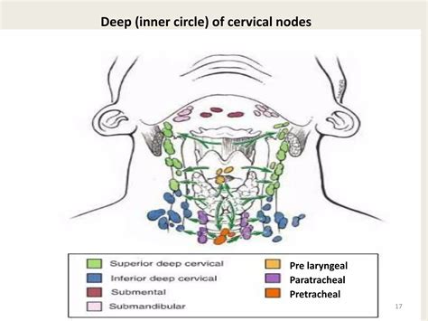 Examination Of Lymph Nodes Of Head And Neck Pptx