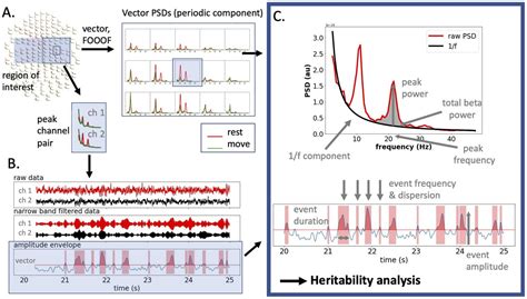 Human Sensorimotor Beta Event Characteristics And Aperiodic Signal Are Highly Heritable