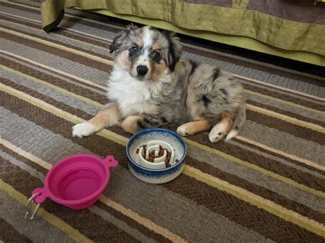 Night #1 : r/miniaussie