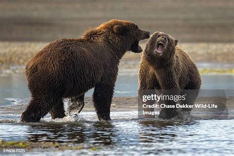 Snarling Bear Photos And Premium High Res Pictures Getty Images