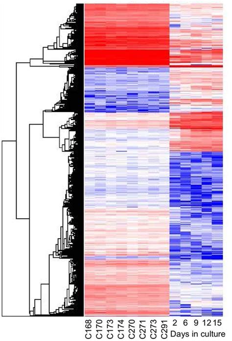Unbiased Transcriptomic Analysis Of Chondrocyte Differentiation In A High Density Cell Culture Model