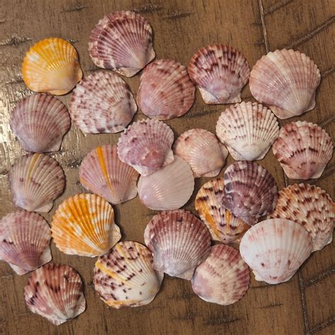 Calico Scallop Shell Etsy