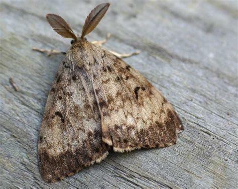 Lymantriinae Définition Et Explications