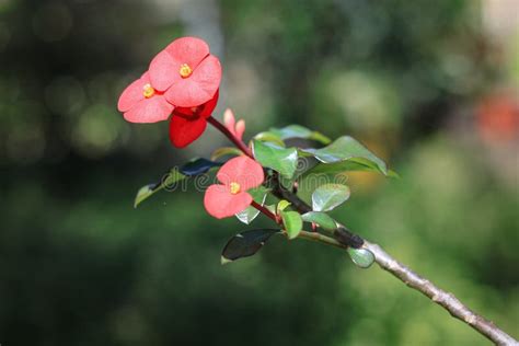 Euphorbia Geroldii Commonly Called Gerold S Spurge Stock Image Image Of Aeruginosa Tree