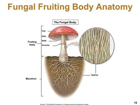 Biology 3rd Set Flashcards Quizlet