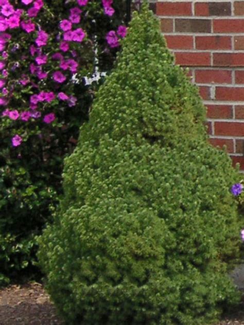 Ель канадская (Picea glauca) «Conica» - «Feel Green»