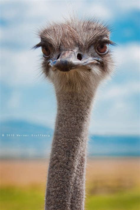 Funny Ostrich Wallpapers Top Free Funny Ostrich Backgrounds