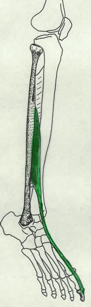 Extensor Hallicus Longus Diagram Quizlet
