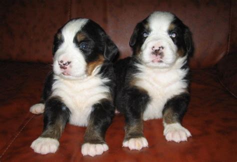 伯恩山犬价格是多少 伯恩山犬多少钱一只 小可爱宠物网