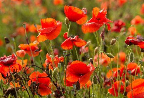 예쁜 화초 꽃 양귀비 키우기 꽃말 함께 알아봐요 네이버 블로그